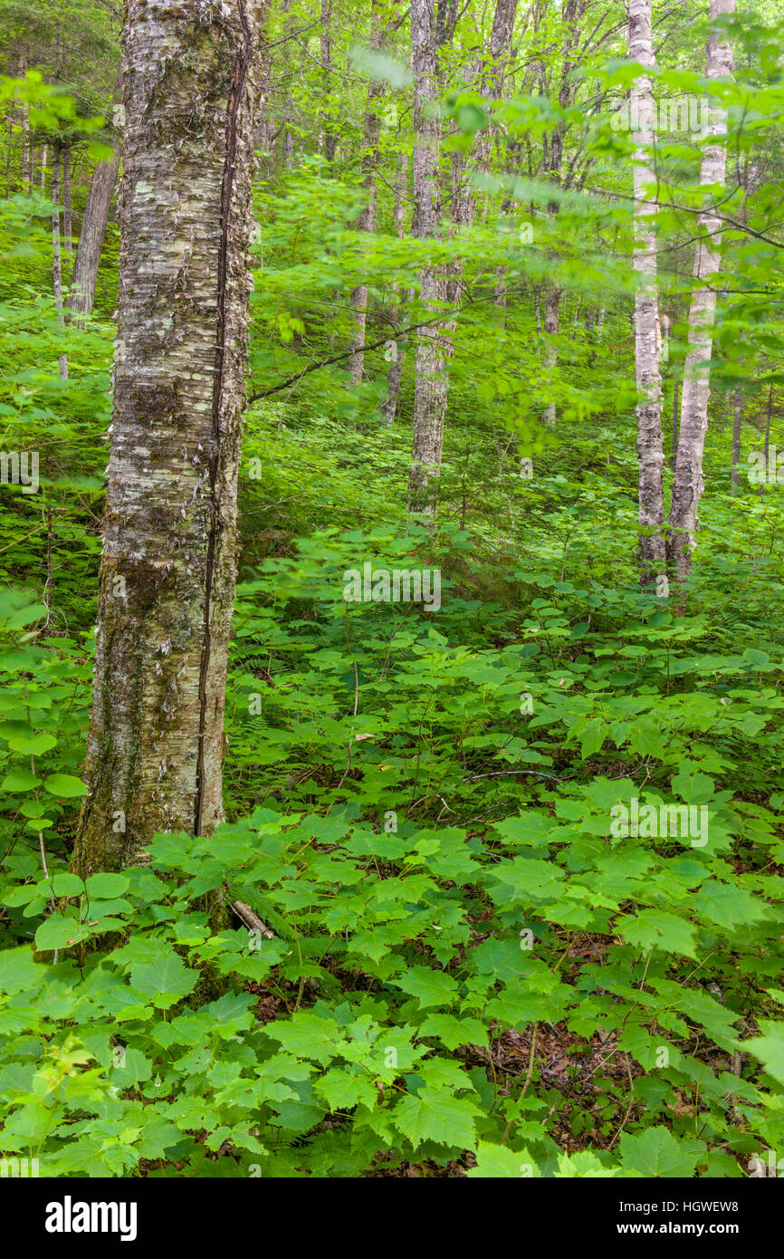 The mixed forest next Cold Stream in Maine's Northern Forest. Cold ...