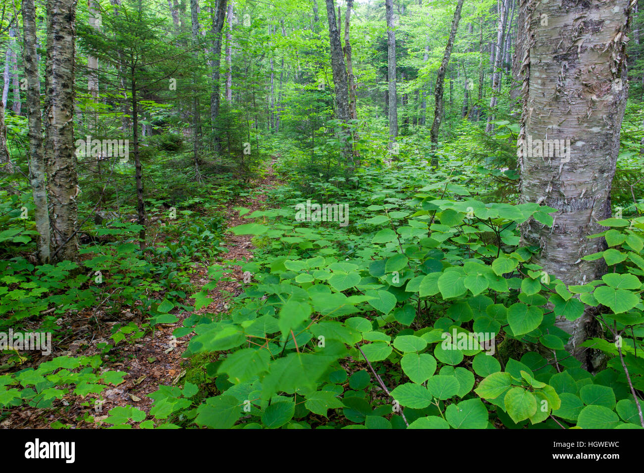 A trail along Cold Stream in Maine's Northern Forest. Cold Stream Gorge ...