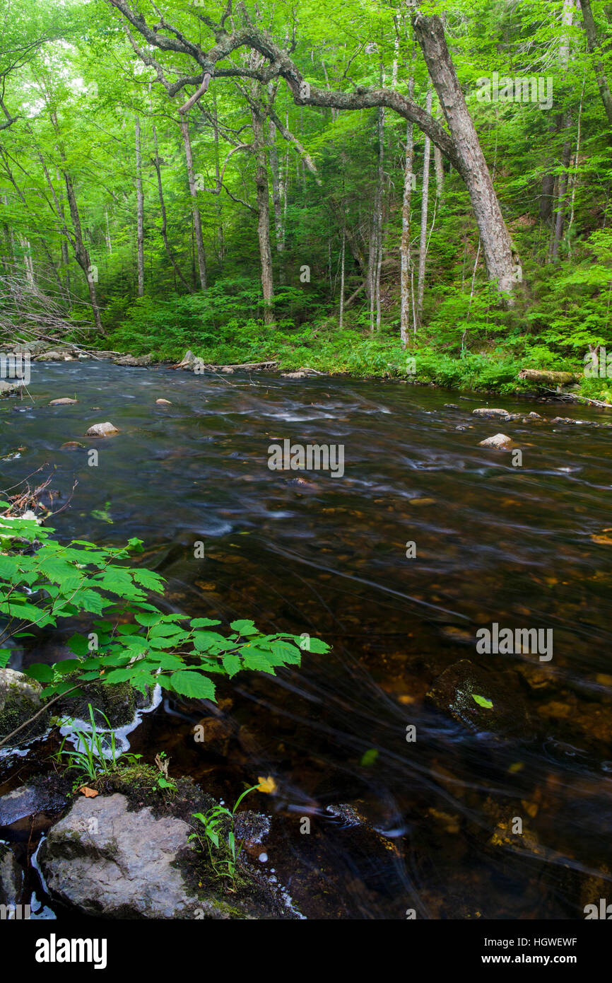 Cold Stream in Maine's Northern Forest. Cold Stream Gorge. Johnson ...