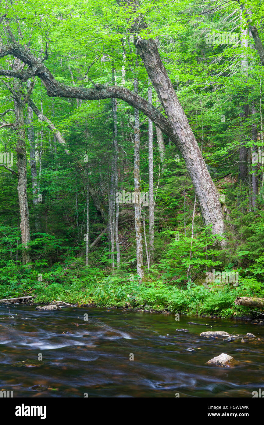 Cold Stream in Maine's Northern Forest. Cold Stream Gorge. Johnson ...
