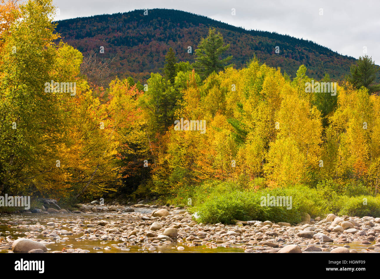 Fall colors along the Swift River in Maine's northern forest. Byron ...