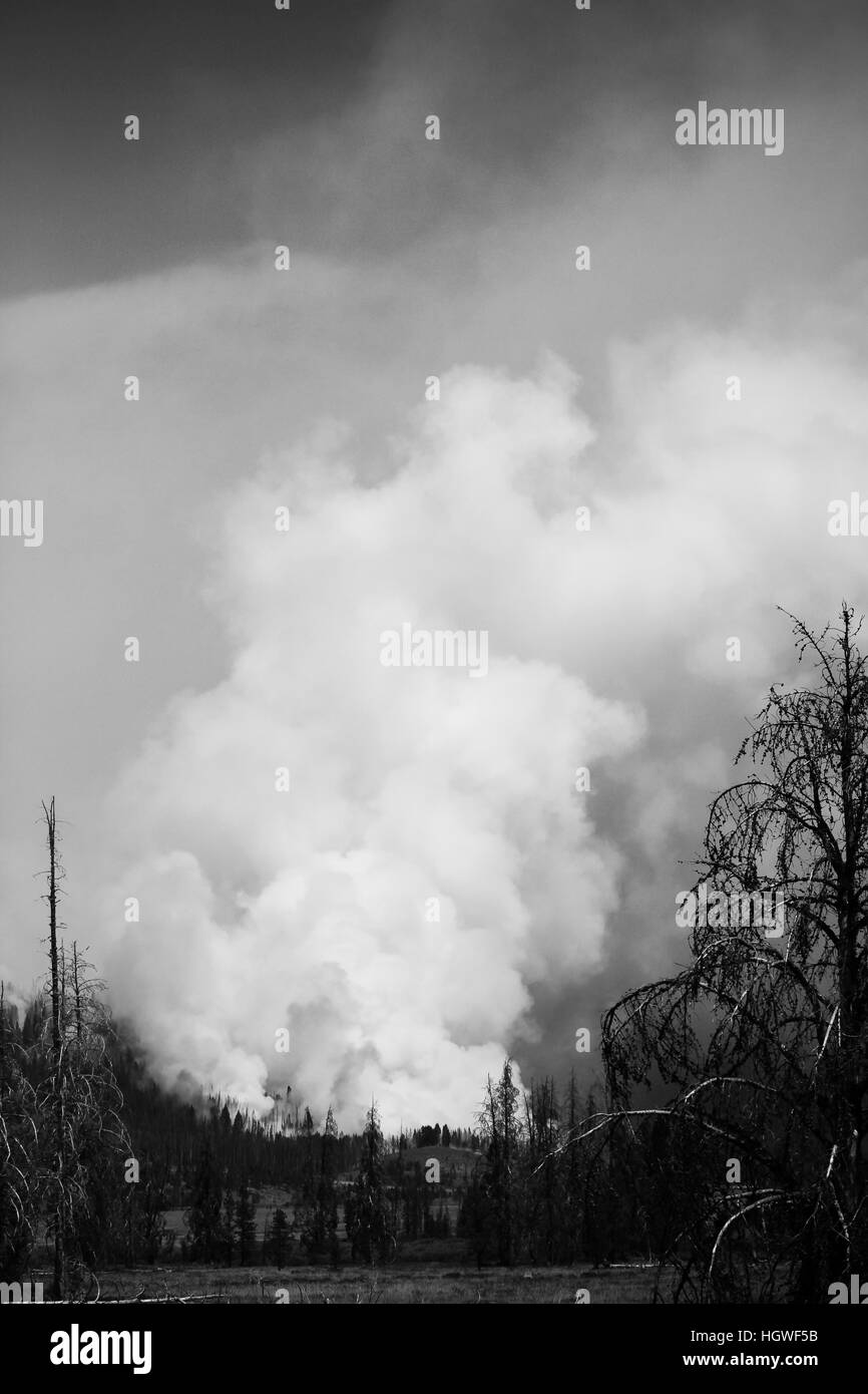 Burn forest Black and White Stock Photos & Images - Alamy