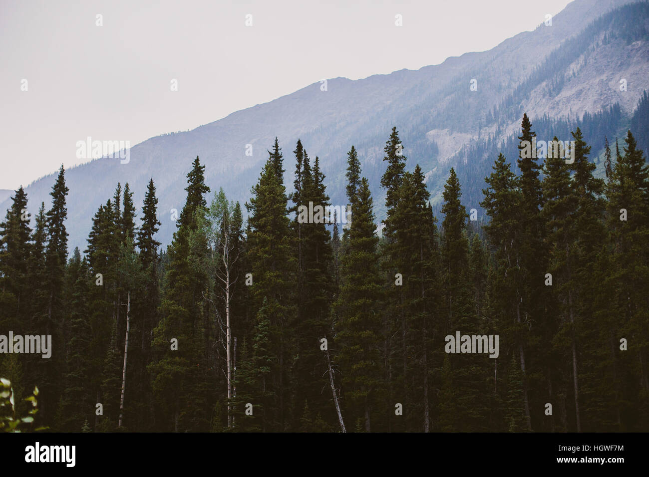 forest in Banff Stock Photo - Alamy