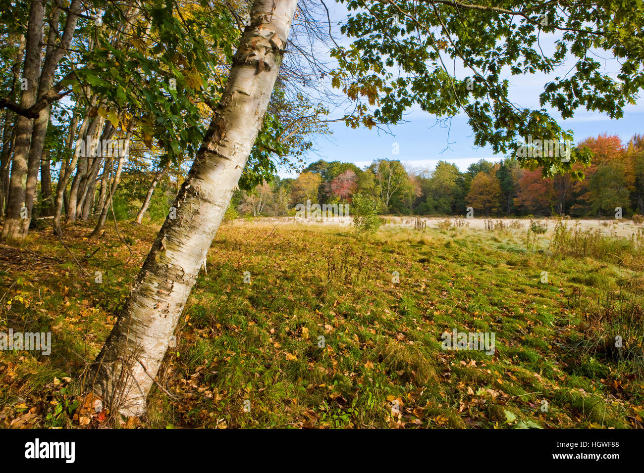 Fall foliage and hay field on the Benjamin Farm in Scarborough, Maine ...