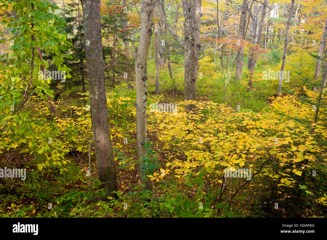 Fall foliage in a forest at the Benjamin Farm in Scarborough, Maine ...