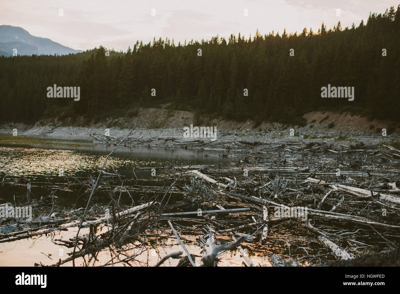 trees in river Stock Photo - Alamy