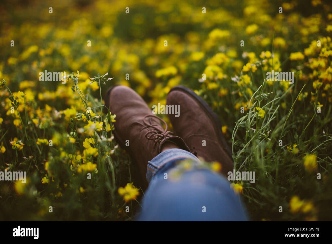 Laying in field Stock Photo - Alamy