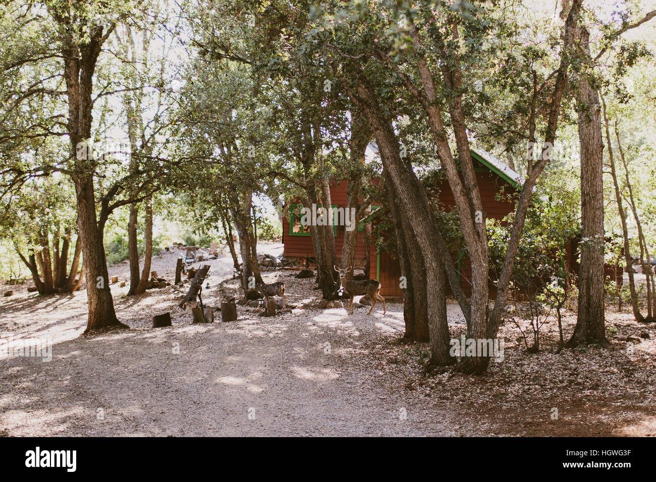 deer in front of cabin Stock Photo - Alamy