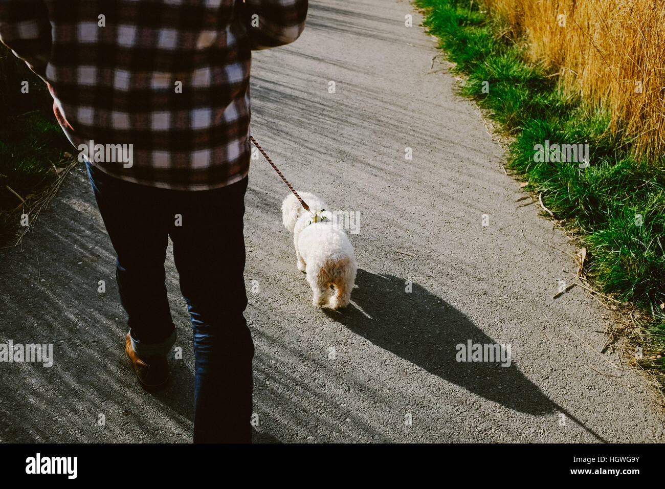 man walking dog Stock Photo - Alamy