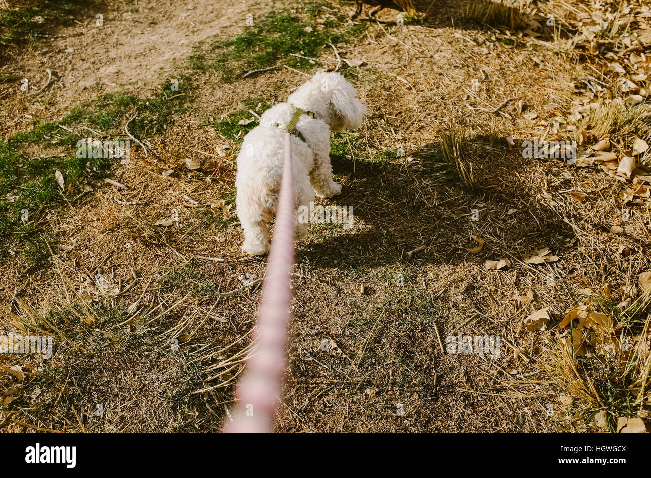 point of view walking dog Stock Photo - Alamy