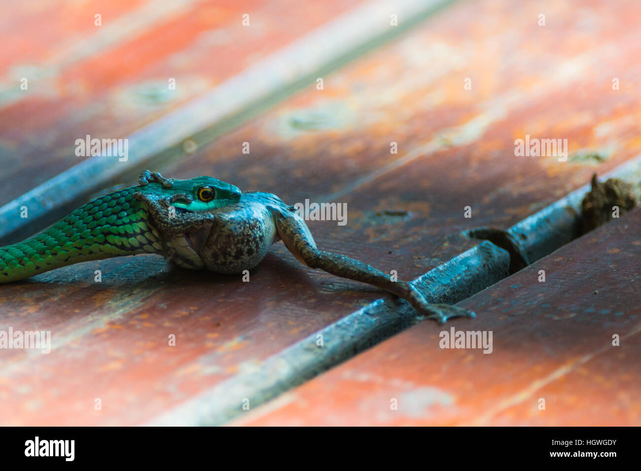 Green tree frog eating snake hi-res stock photography and images - Alamy