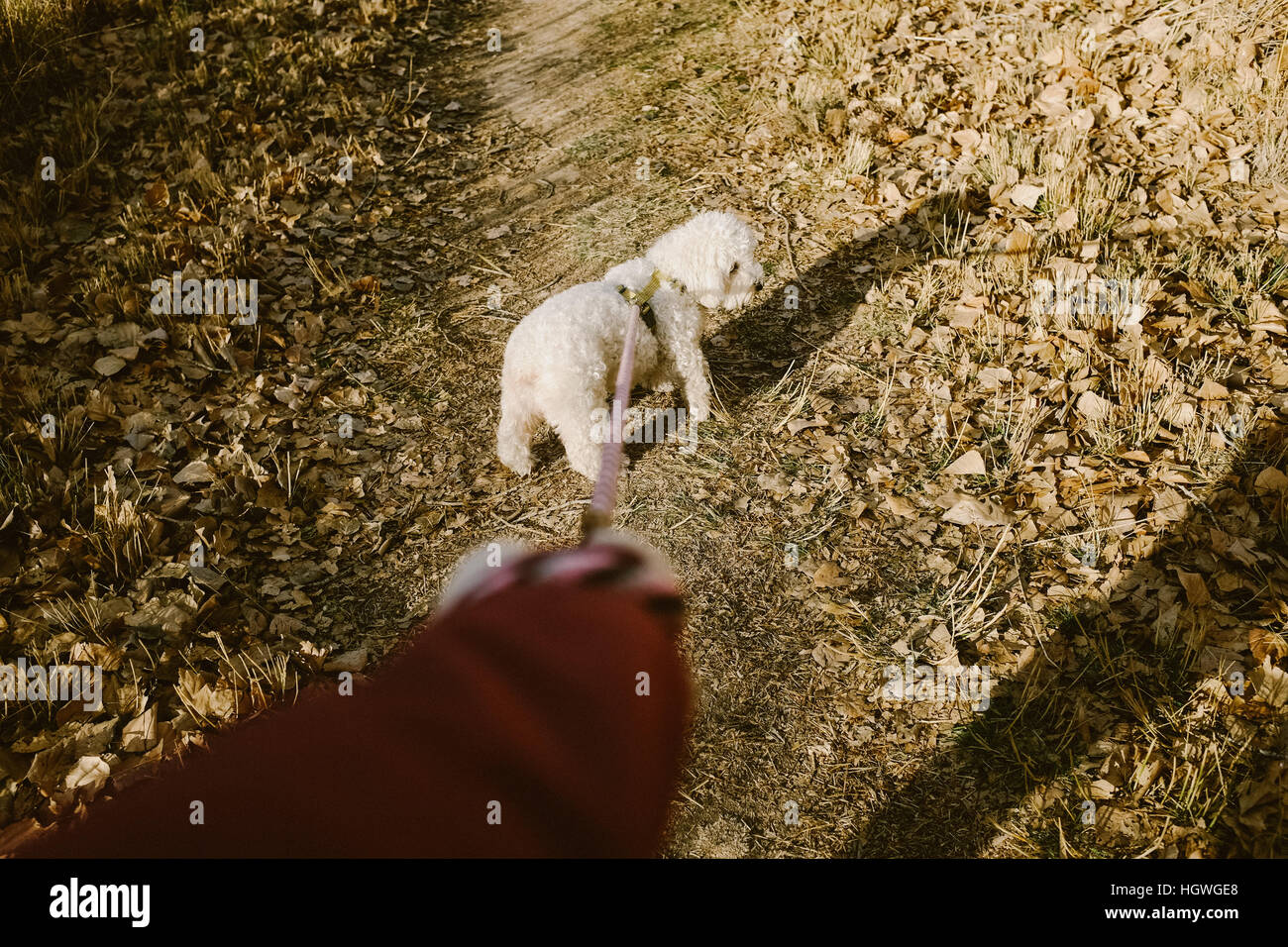 point of view walking dog Stock Photo - Alamy