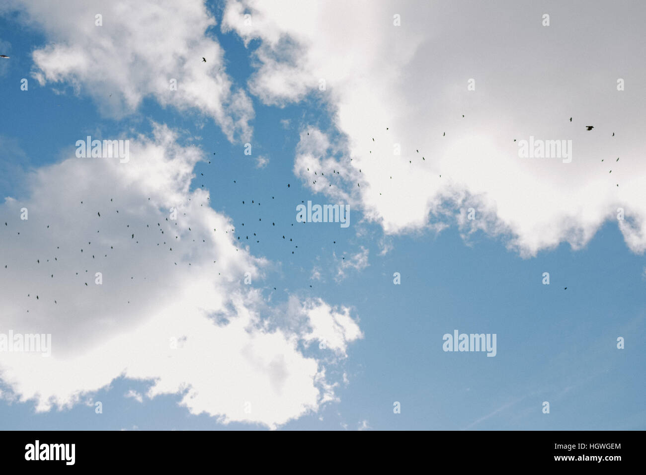 clouds and flock of birds Stock Photo - Alamy