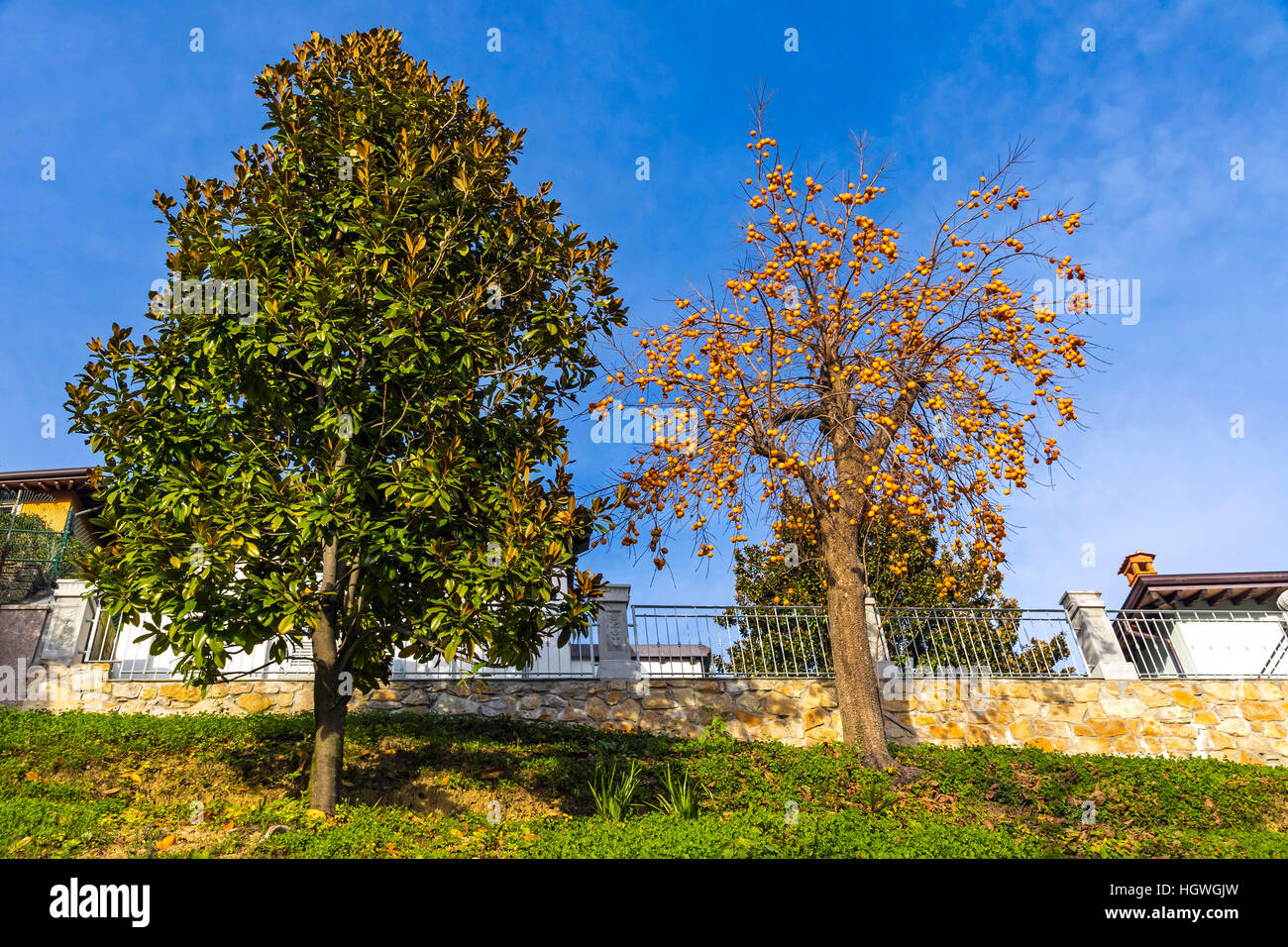 Riped orange Persimmon fruits (also knows as Kaki) on a tree in the ...