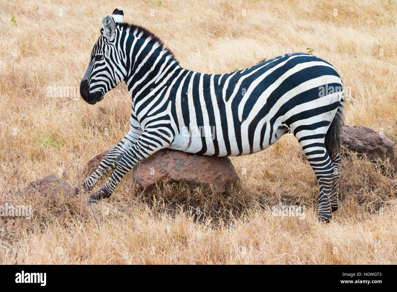 Zebra scratching stomach on large rock Stock Photo - Alamy