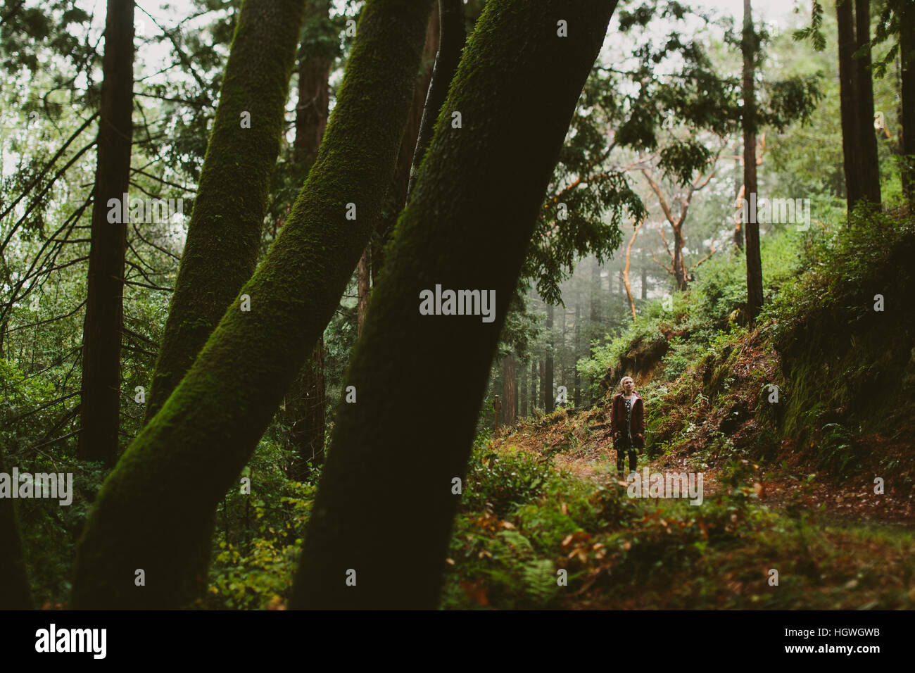 person among redwood trees Stock Photo - Alamy