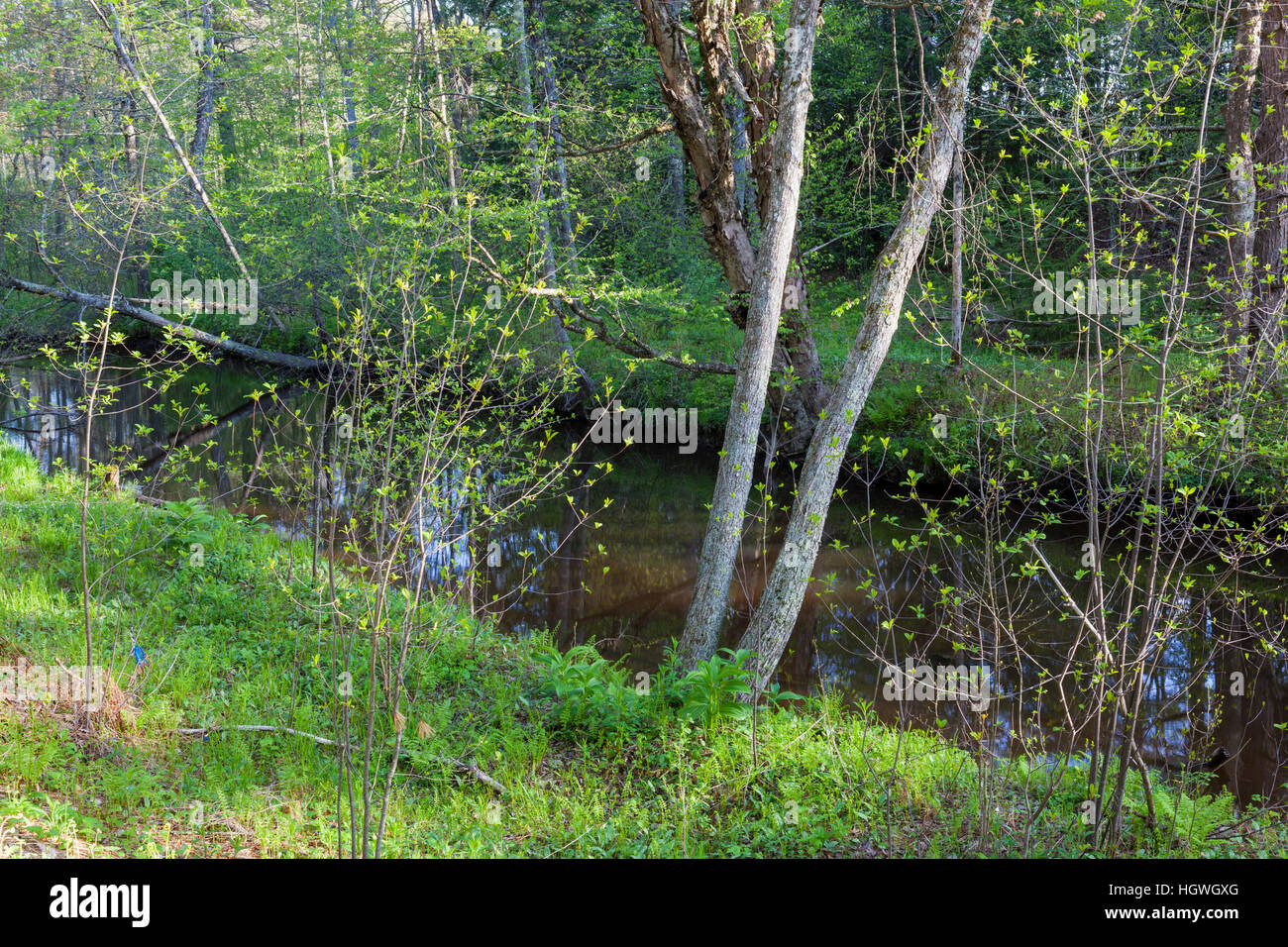 The Oyster River as it flows through a forest in Durham, New Hampshire ...