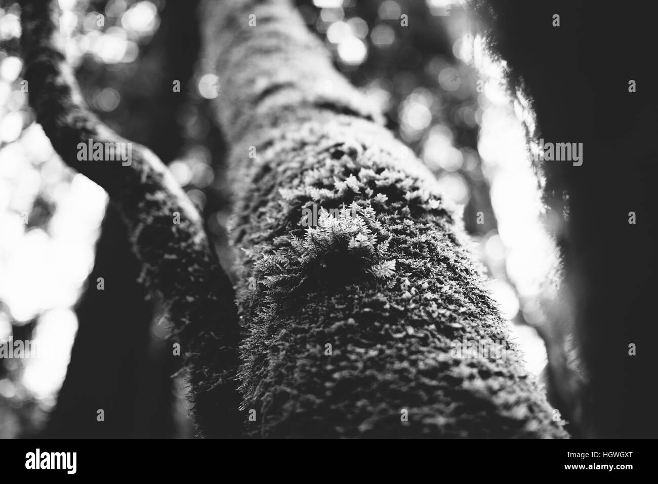 Rain forest detail Black and White Stock Photos & Images - Alamy