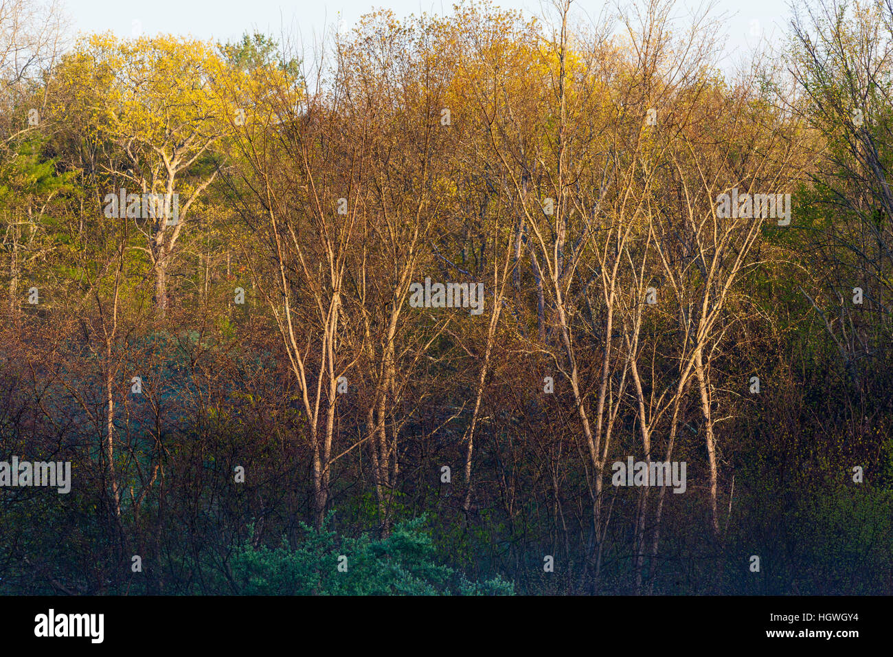 Trees on the edge of a field in Durham, New Hampshire Stock Photo - Alamy