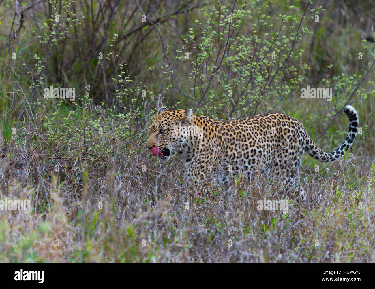 Leopard licking its lips hi-res stock photography and images - Alamy