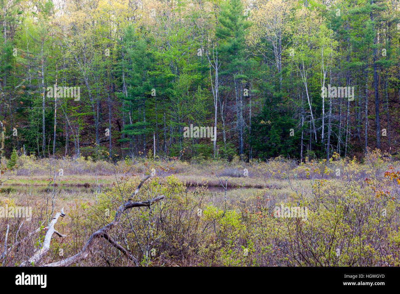 Trees on the edge of Spruce Hole Bog in Durham, New Hampshire. National ...