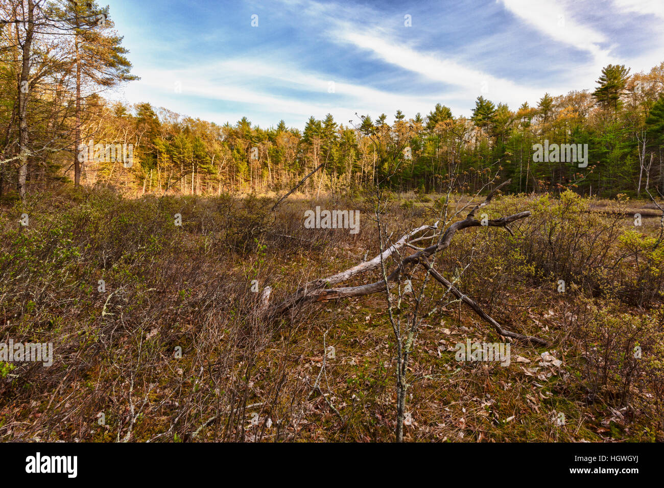 Spruce Hole Bog in Durham, New Hampshire. National Natural Landmark ...