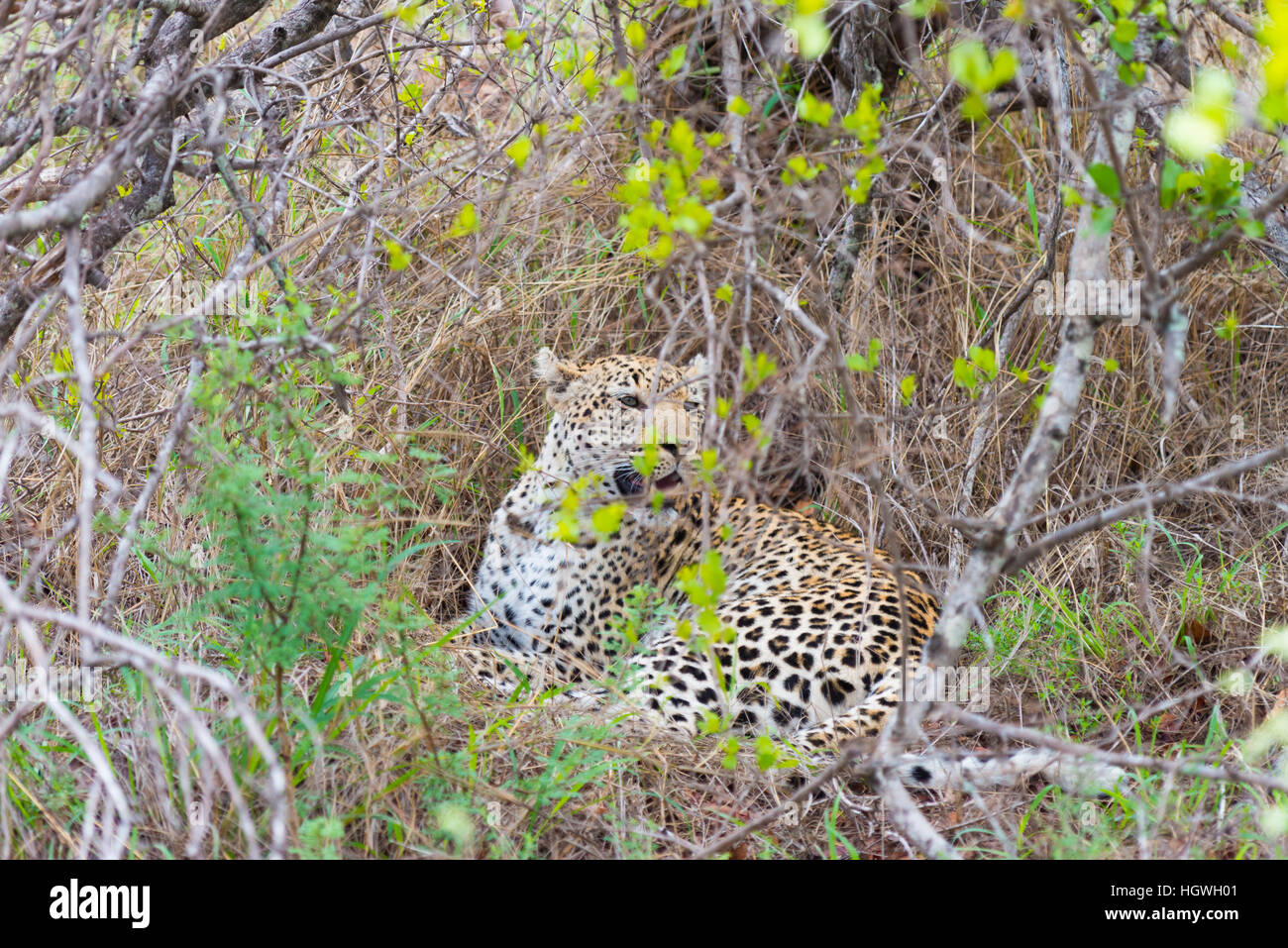 Leopard showing teeth in bush Stock Photo - Alamy