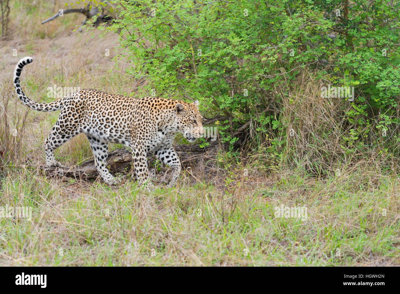 Leopard walking through bush Stock Photo - Alamy