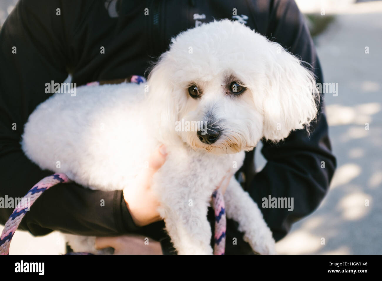man holding fluffy dog Stock Photo - Alamy