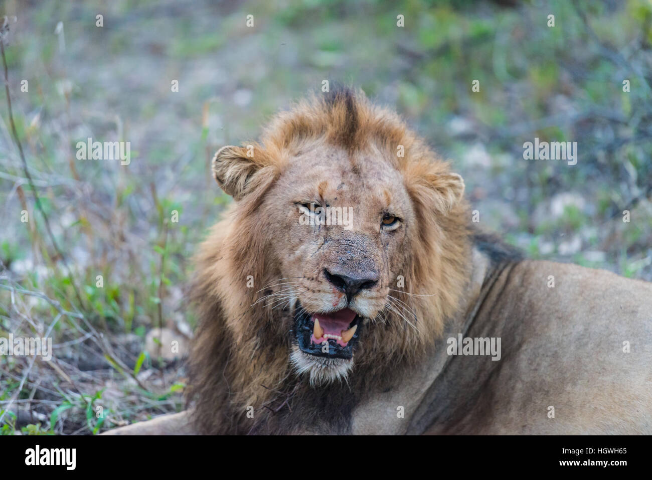 Left facing lion hi-res stock photography and images - Alamy
