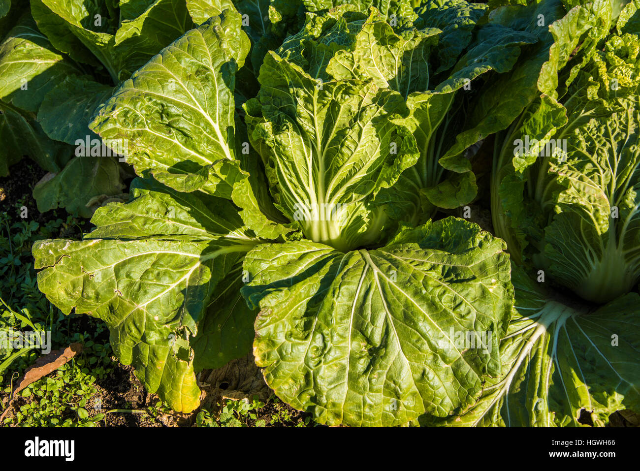 Chinese cabbage field, Isehara City, Kanagawa Prefecture, Japan Stock ...