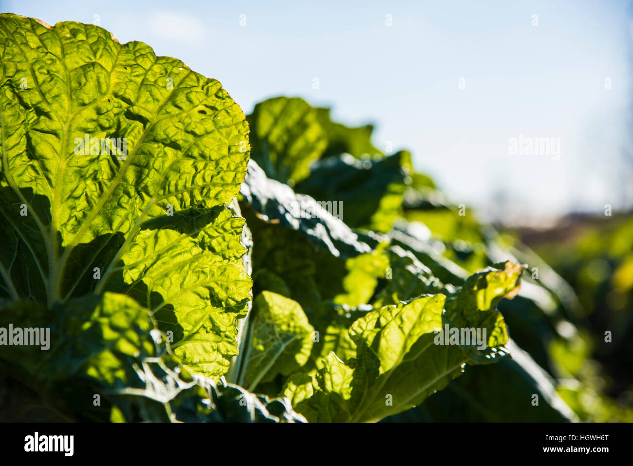 Chinese cabbage field, Isehara City, Kanagawa Prefecture, Japan Stock ...