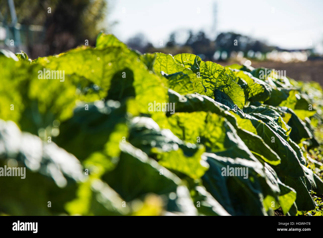 Chinese cabbage field, Isehara City, Kanagawa Prefecture, Japan Stock ...