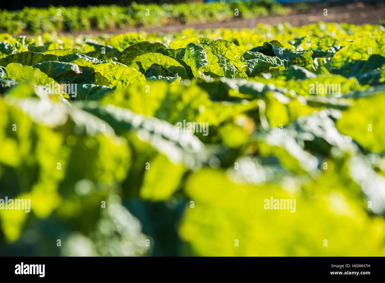 Chinese cabbage field, Isehara City, Kanagawa Prefecture, Japan Stock ...