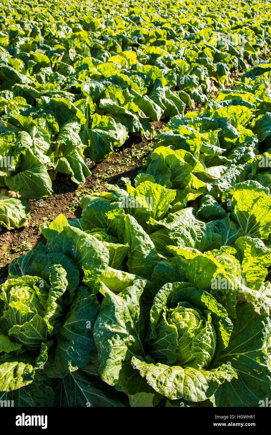 Chinese cabbage field, Isehara City, Kanagawa Prefecture, Japan Stock ...