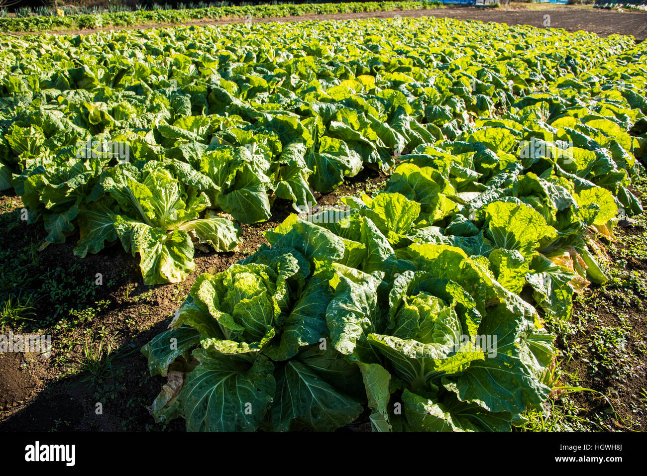 Chinese cabbage field, Isehara City, Kanagawa Prefecture, Japan Stock Photo - Alamy