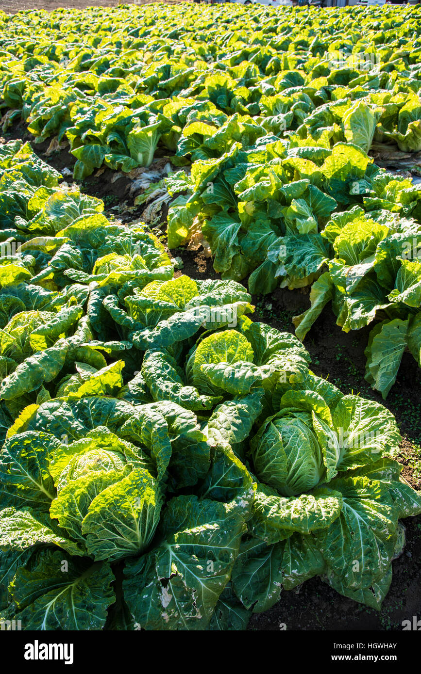 Chinese cabbage field, Isehara City, Kanagawa Prefecture, Japan Stock ...