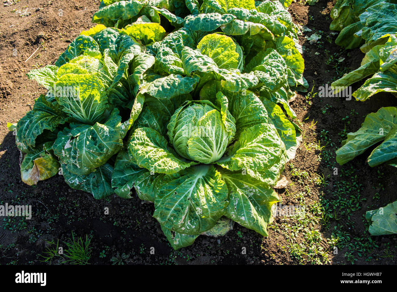 Chinese cabbage field, Isehara City, Kanagawa Prefecture, Japan Stock ...