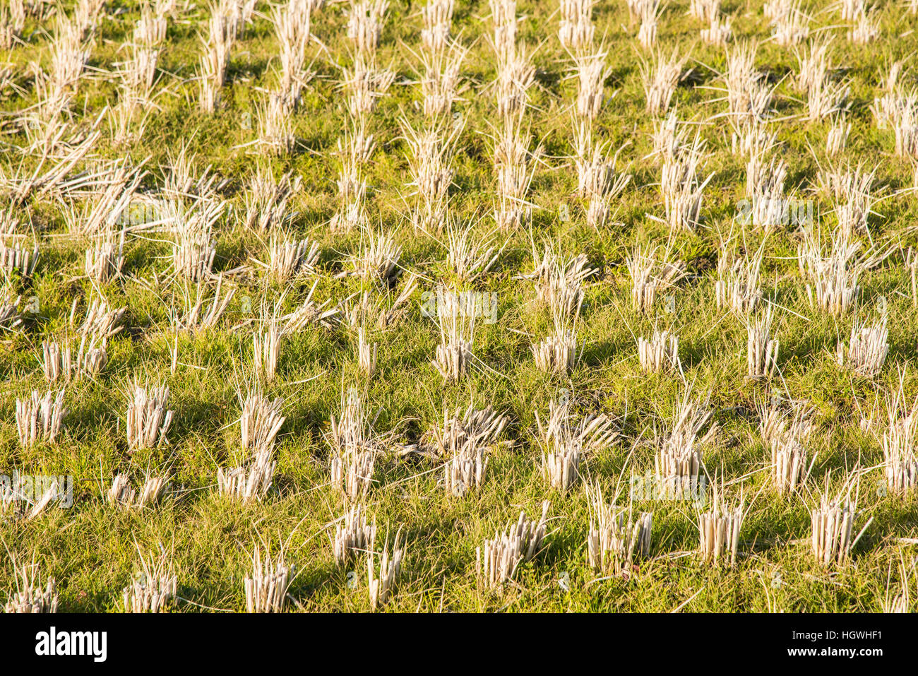Winter Rice Field, Isehara City, Kanagawa Prefecture, Japan Stock Photo ...
