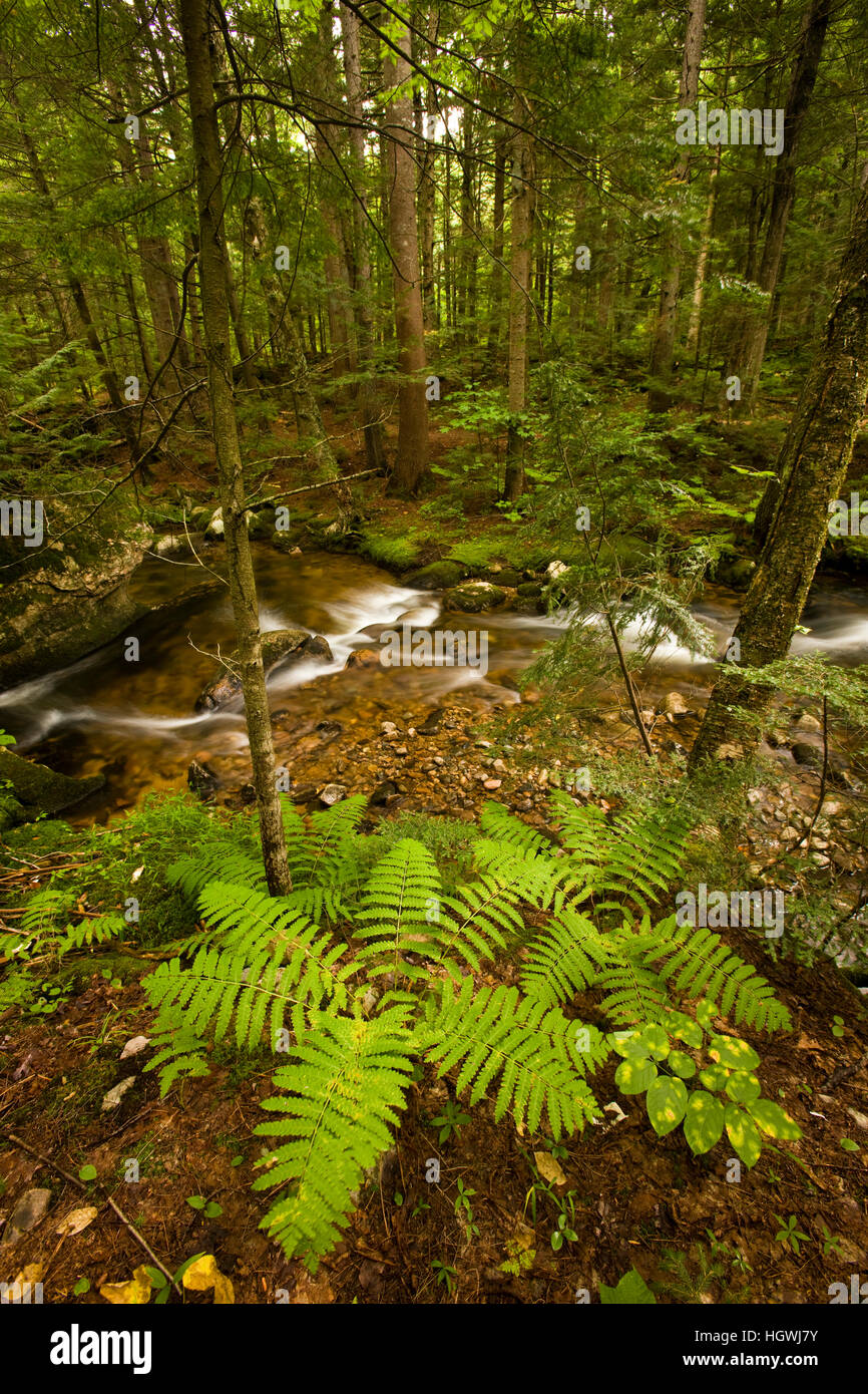 Moose Brook at Moose Brook State Park in Gorham, new Hampshire Stock ...