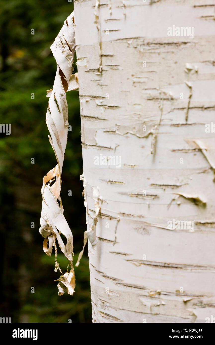 The bark of a paper birch tree at Moose Brook State Park in Gorham, New ...