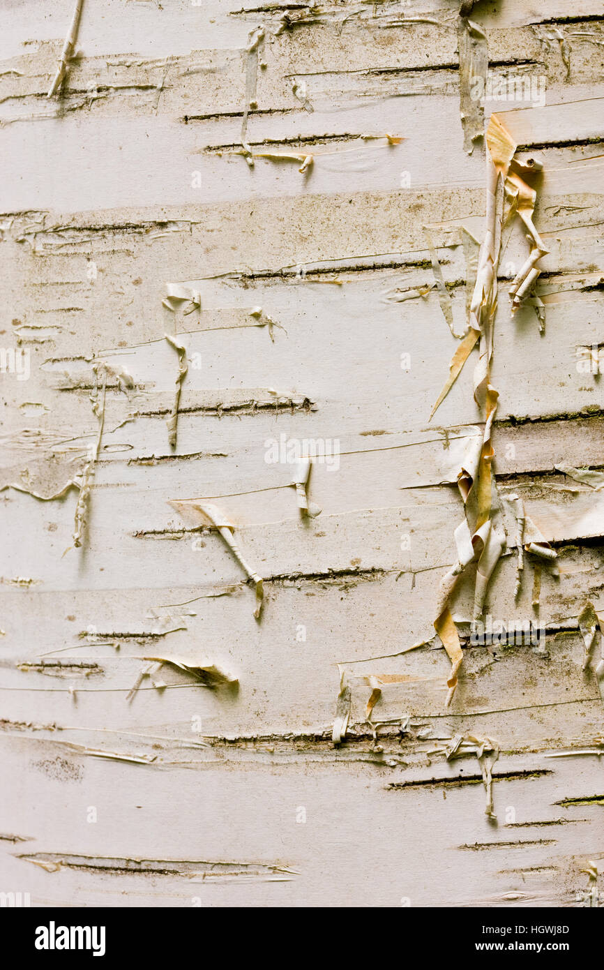 The bark of a paper birch tree at Moose Brook State Park in Gorham, New ...