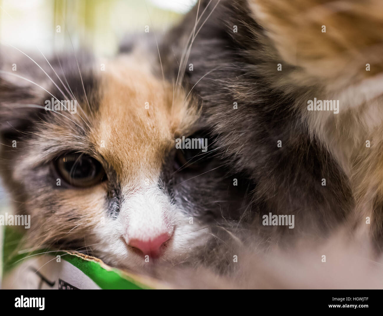 Calico kitten hi-res stock photography and images - Alamy