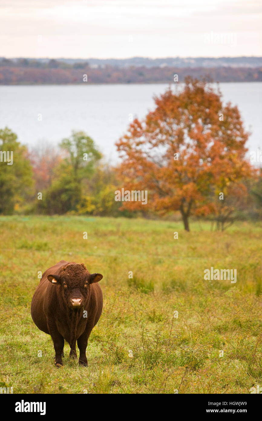 Casey farm rhode island hi-res stock photography and images - Alamy