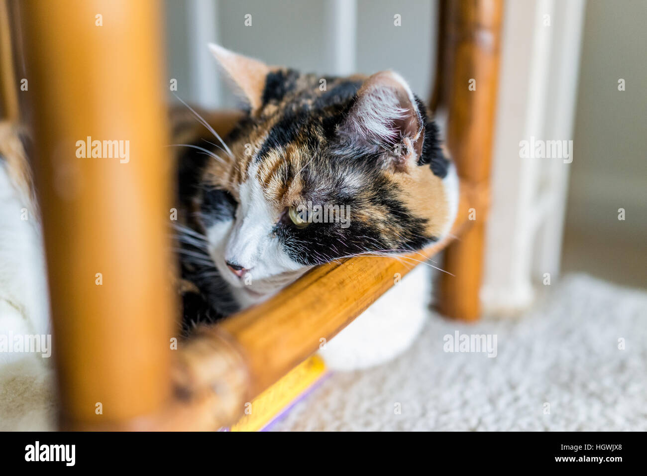 Calico cat macro closeup resting head on wooden railing Stock Photo - Alamy
