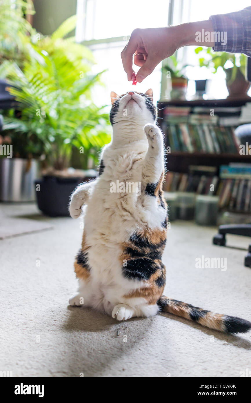 Calico cat standing up on hind legs for meat treat Stock Photo - Alamy