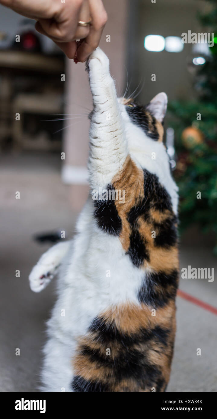 Calico cat standing up on hind legs for treat from hand Stock Photo - Alamy