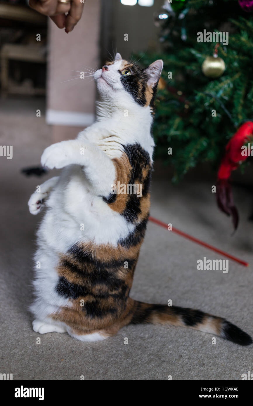 Calico cat standing up on hind legs for treat from hand Stock Photo - Alamy