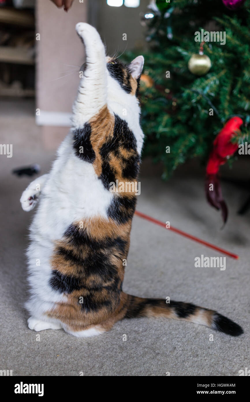 Calico cat standing up on hind legs for treat from hand Stock Photo - Alamy