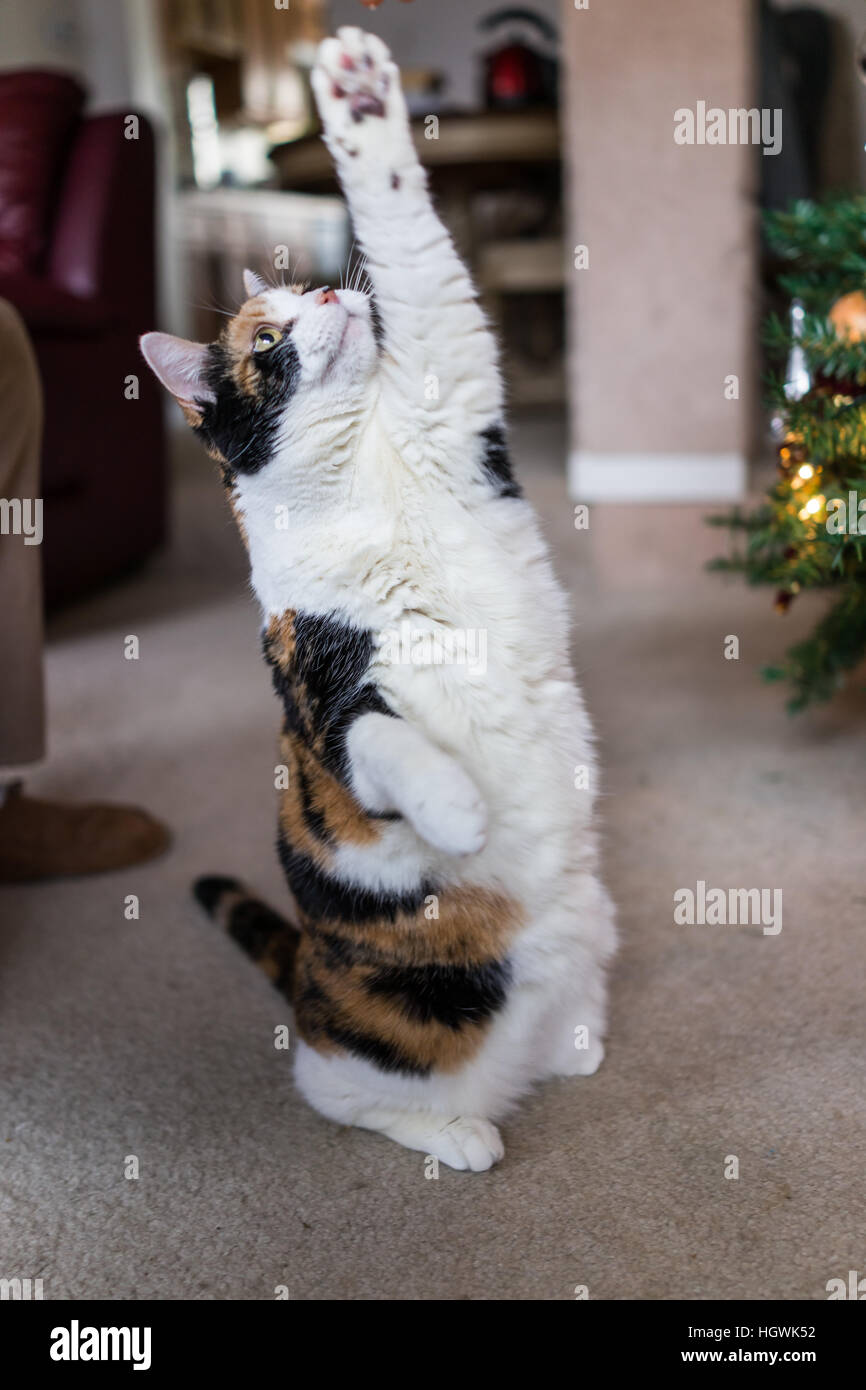 Female standing on the hind legs hi-res stock photography and images ...